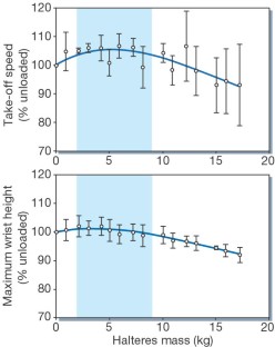 Halteres used in ancient Olympic long jump | Nature