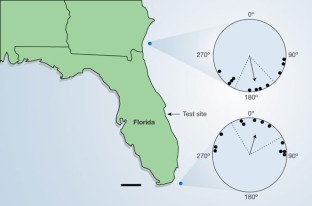 Geomagnetic map used in sea-turtle navigation | Nature