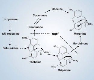 Morphine-pathway block in top1 poppies | Nature