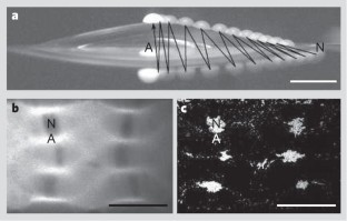 Floater clustering in a standing wave | Nature