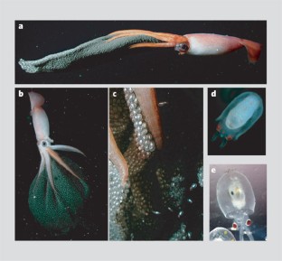 Post-spawning egg care by a squid | Nature