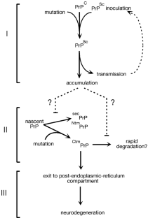 Transmissible and genetic prion diseases share a common pathway of ...