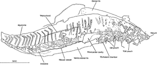 Lower Cambrian vertebrates from south China | Nature