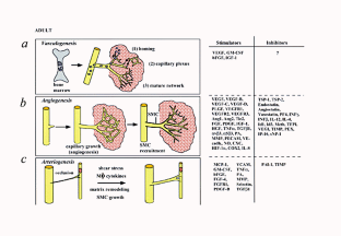 Mechanisms of angiogenesis and arteriogenesis | Nature Medicine