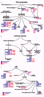 Gene Ontology: tool for the unification of biology | Nature Genetics