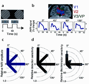 An oblique effect in human primary visual cortex | Nature Neuroscience