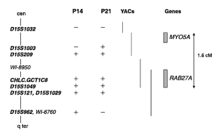Mutations in RAB27A cause Griscelli syndrome associated with ...