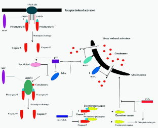 A mathematical model of caspase function in apoptosis | Nature ...