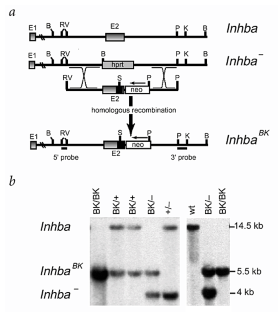 Insertion of Inhbb into the Inhba locus rescues the Inhba -null ...