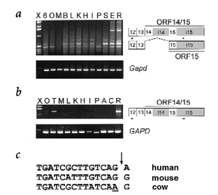 Mutational hot spot within a new RPGR exon in X-linked retinitis ...