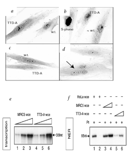 Sublimiting concentration of TFIIH transcription/DNA repair factor ...