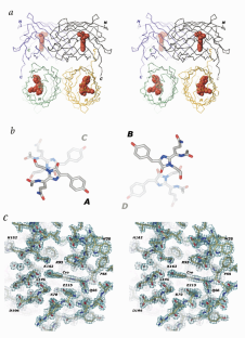 The structural basis for red fluorescence in the tetrameric GFP homolog ...