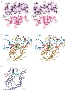Structure of the electron transfer complex between ferredoxin and ...