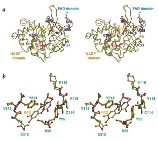 Structure of the electron transfer complex between ferredoxin and ...
