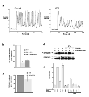 Nuclear calcium signaling controls CREB-mediated gene expression ...