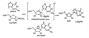 The 2.0 Å structure of human hypoxanthine-guanine ...
