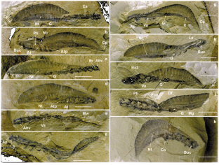 An early Cambrian craniate-like chordate | Nature