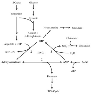 Contribution of branched-chain amino acids to purine nucleotide cycle ...