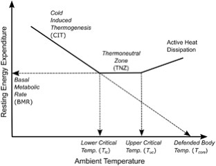 Cold-induced thermogenesis in humans | European Journal of Clinical ...