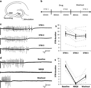 DREADDs suppress seizure-like activity in a mouse model of ...