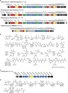 Conserved biosynthetic pathways for phosalacine, bialaphos and newly ...