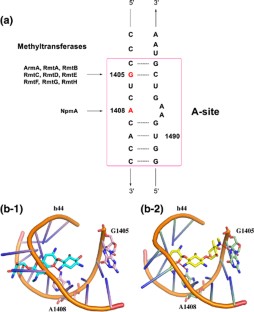 Destination of aminoglycoside antibiotics in the ‘post-antibiotic era ...