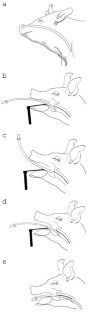 Endotracheal intubation in swine | Lab Animal