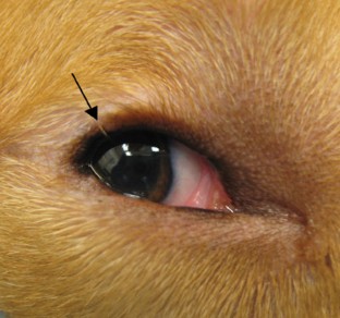 A golden retriever with bilateral blepharospasm and ocular discharge ...