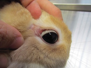 Idiopathic cutaneous xanthoma in a pet rabbit | Lab Animal