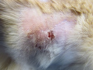 Idiopathic cutaneous xanthoma in a pet rabbit | Lab Animal