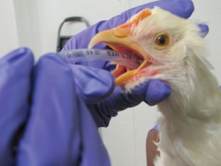 Endotracheal intubation and oral gavage in the domestic chicken | Lab ...