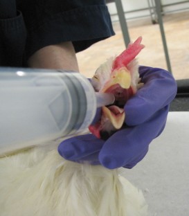 Endotracheal intubation and oral gavage in the domestic chicken | Lab ...