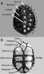 Management of freshwater turtle shell injuries | Lab Animal