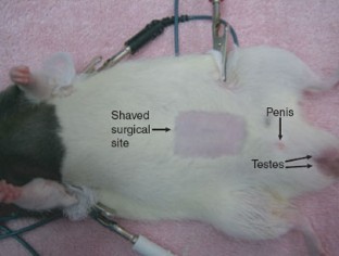 Intra-abdominal castration in the rat | Lab Animal