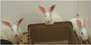 Protecting short-term intravascular ear catheters in healthy rabbits ...