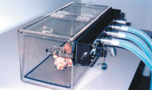 Inhalation Anesthetics in Rodents | Lab Animal