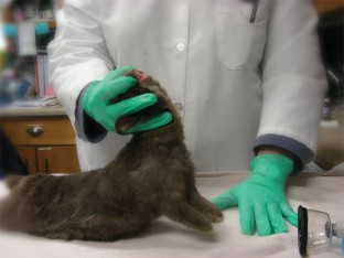 Rabbit anesthesia | Lab Animal