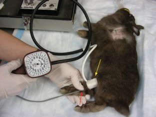 Rabbit anesthesia | Lab Animal