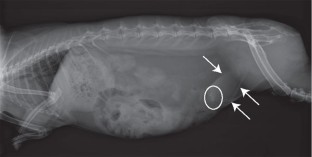 Urolithiasis and cystotomy in the rabbit | Lab Animal