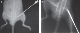 Bone marrow aspiration from rats: a minimally invasive procedure | Lab ...