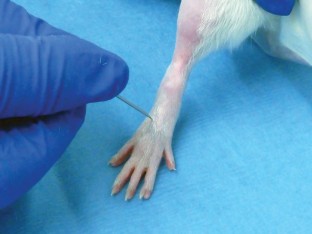 Unassisted blood collection from unanesthetized rats and gerbils | Lab ...