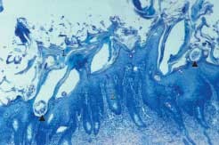 Diagnosis: Trixacarus caviae Infection | Lab Animal