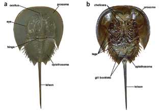 Laboratory culture and maintenance of the horseshoe crab (Limulus ...