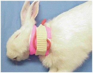 Esophagostomy tube placement in the anorectic rabbit | Lab Animal