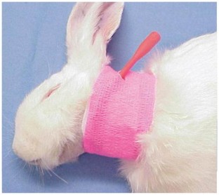 Esophagostomy tube placement in the anorectic rabbit | Lab Animal