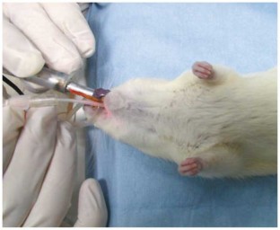 A simple device for intubation of rats | Lab Animal