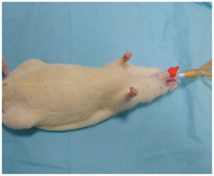 A simple device for intubation of rats | Lab Animal