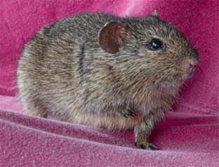 The Nile Grass Rat as a Laboratory Animal | Lab Animal