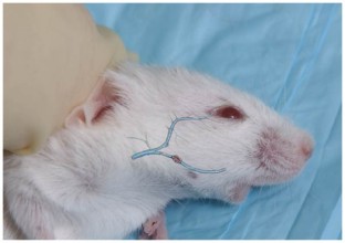A rapid, simple, and humane method for submandibular bleeding of mice ...
