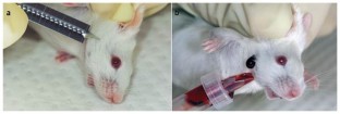 A rapid, simple, and humane method for submandibular bleeding of mice ...